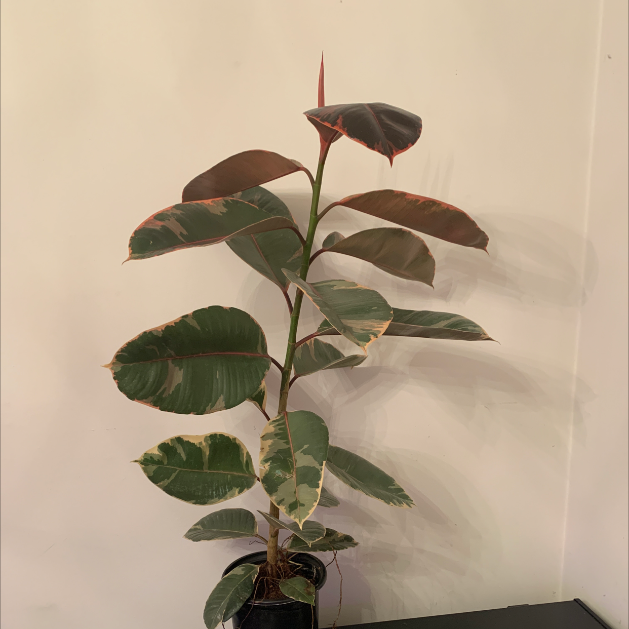 🌞 Is Direct Sunlight Good for My Variegated Rubber Tree?