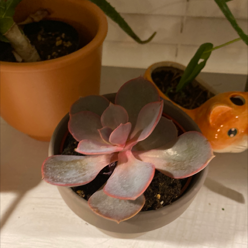 Soil Recommendations for Echeveria 'Purple Pearl' 🦪