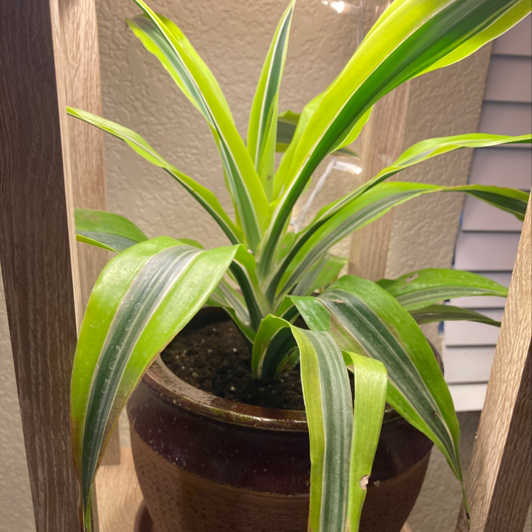 Propagating Your Cornstalk Dracaena: Step-by-Step Guide