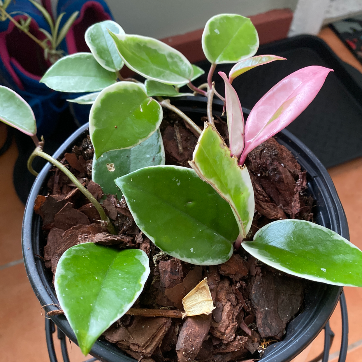 Propagating Wax Plant: The Ultimate Guide