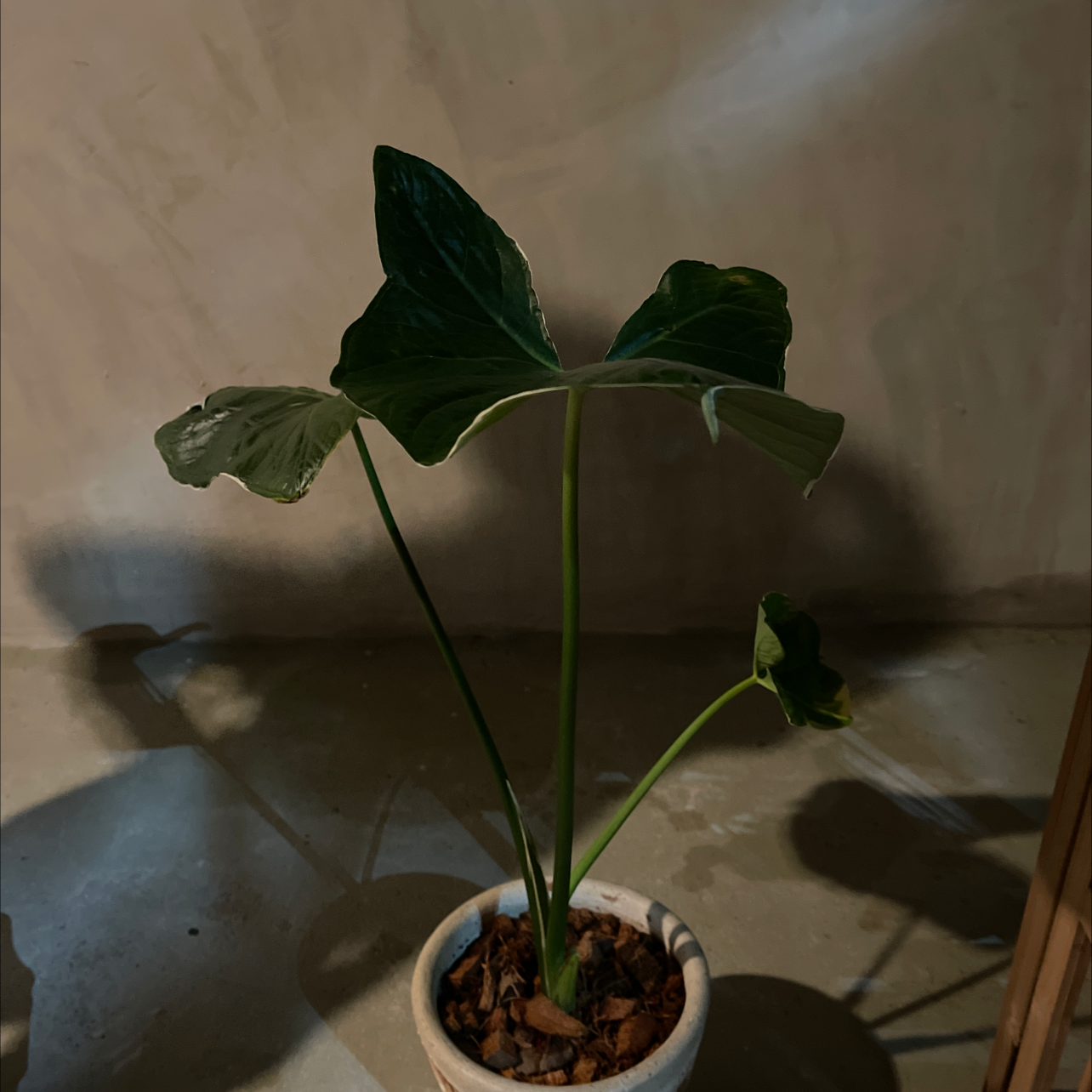 Best Soil Potting Mix for Mickey Mouse Taro 🐭