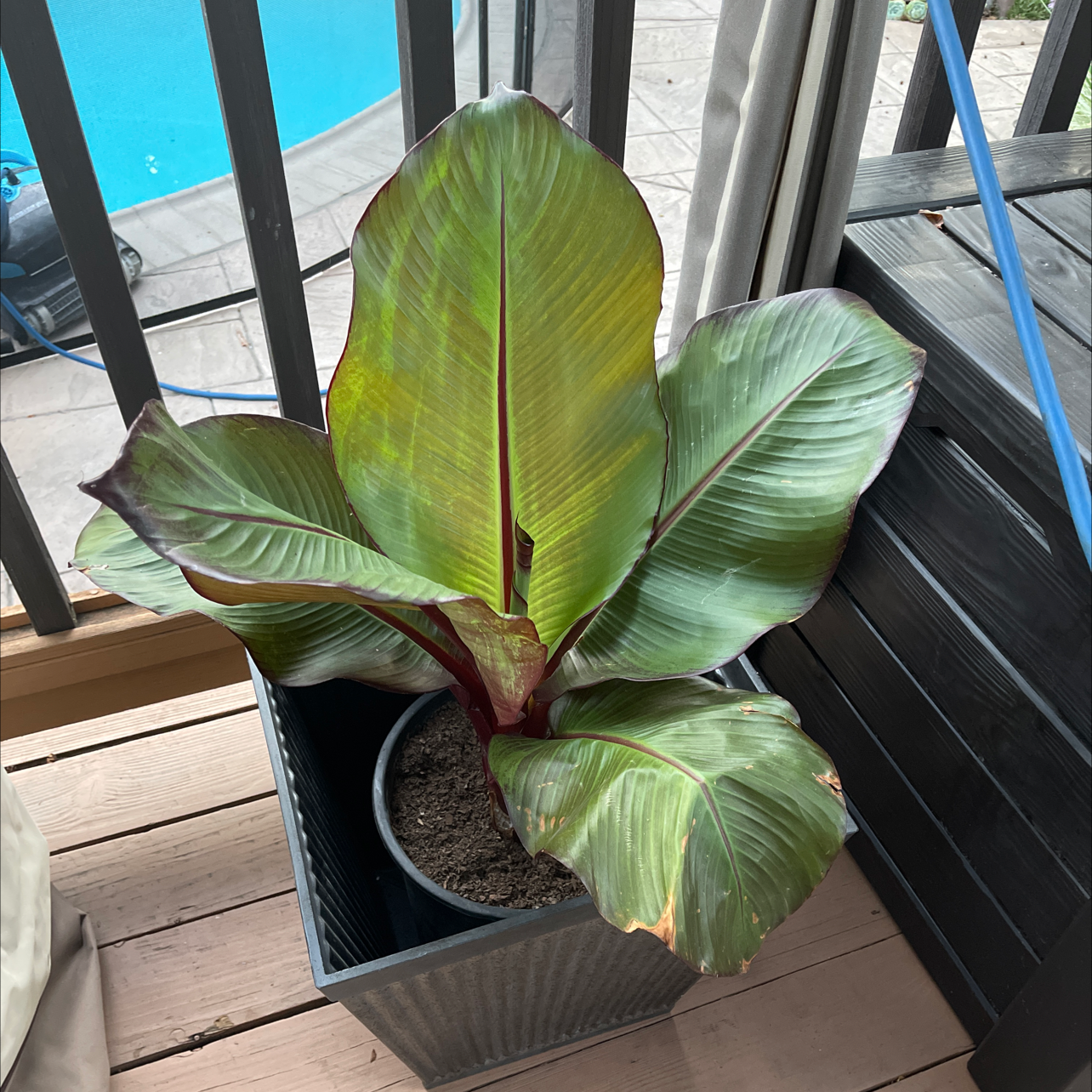 Propagating Abyssinian Banana: The Ultimate Guide