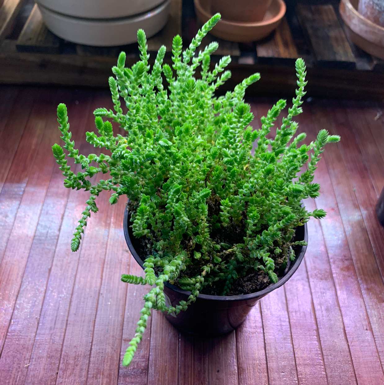 🌞 Is My Princess Pine Getting Too Much Direct Sunlight?