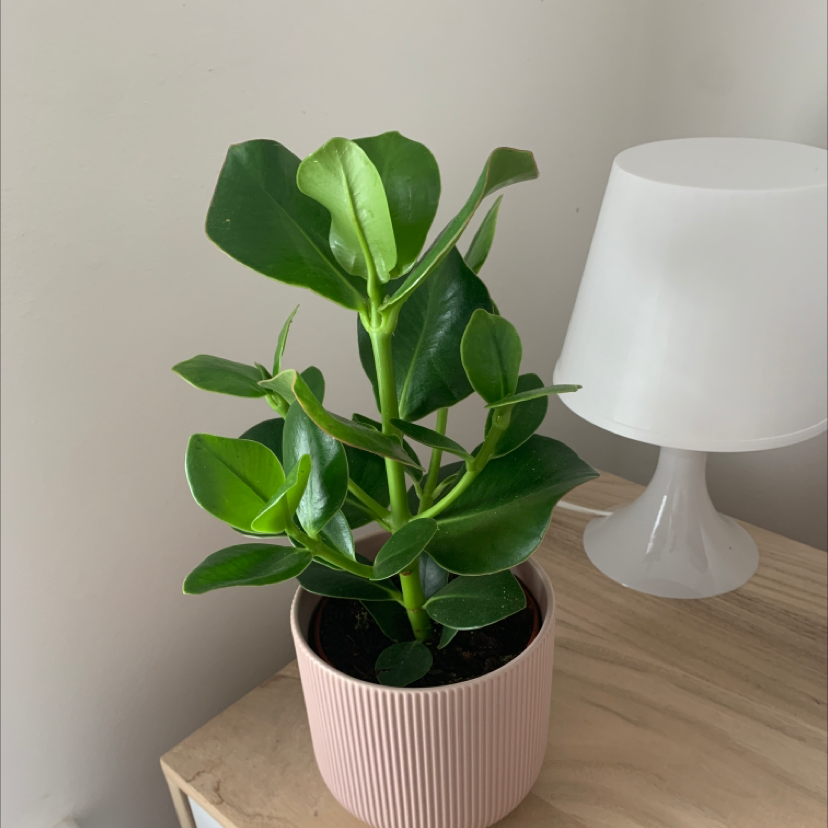 Why Are There Brown Spots on My Dwarf Clusia?