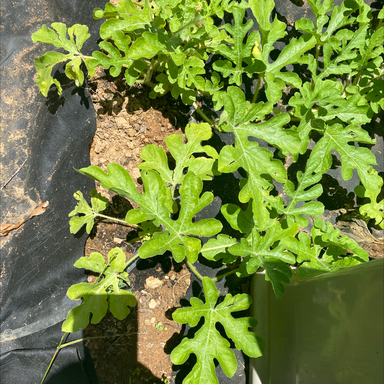 🍉 Soil Recommendations for Watermelon