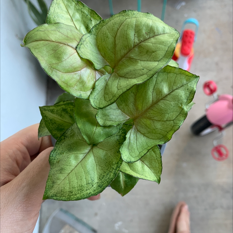 Propagating Arrowhead Plant: Step-by-step Guide 👶