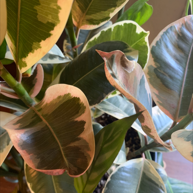 💩 Fertilizing Your Rubber Plant