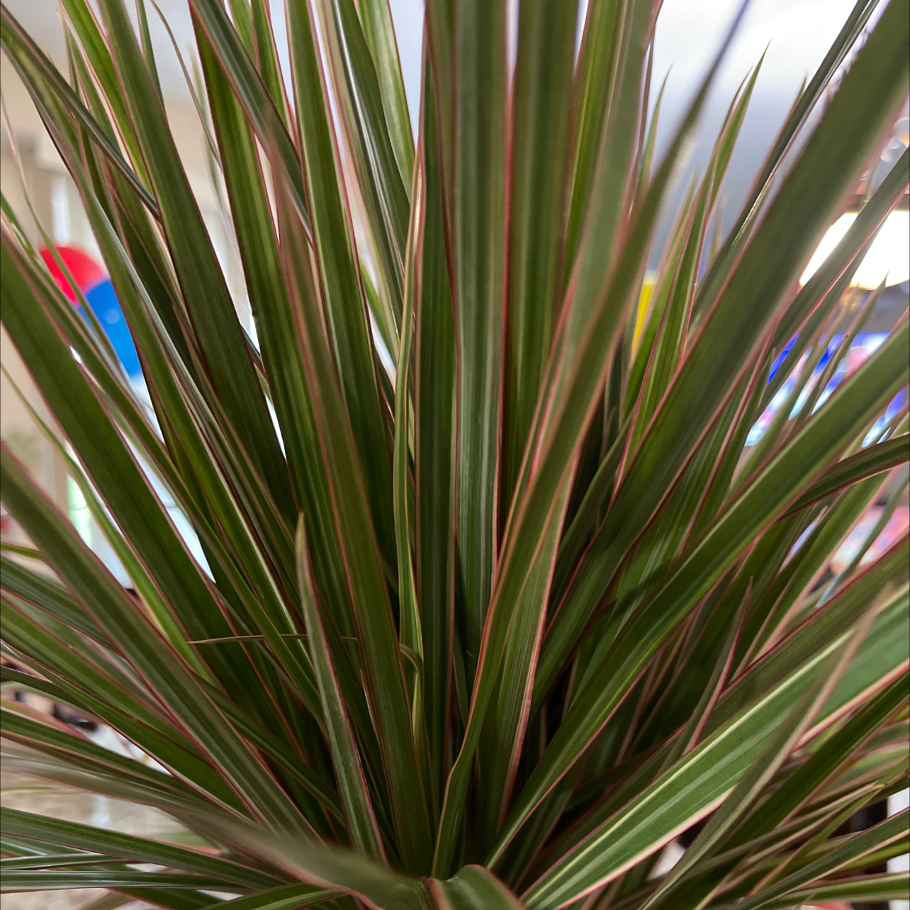 Why Are There Black Spots on My New Zealand Flax Leaves?