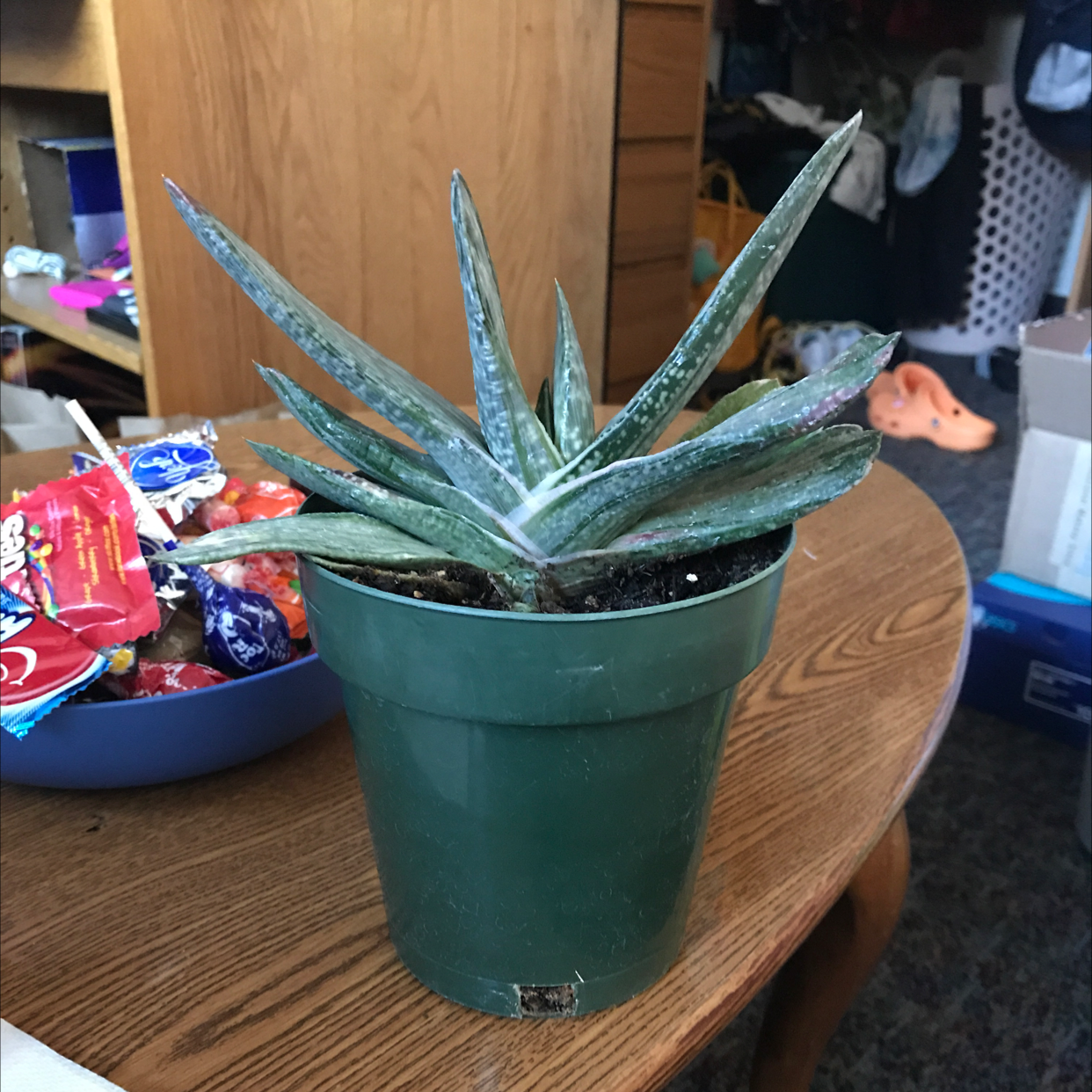 How Can You Tell If A Ox Tongue Is Dying?