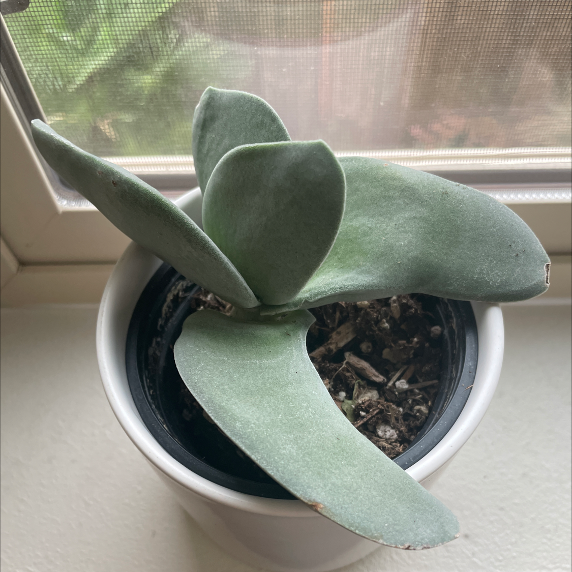 My Propeller Plant's Sunlight Needs