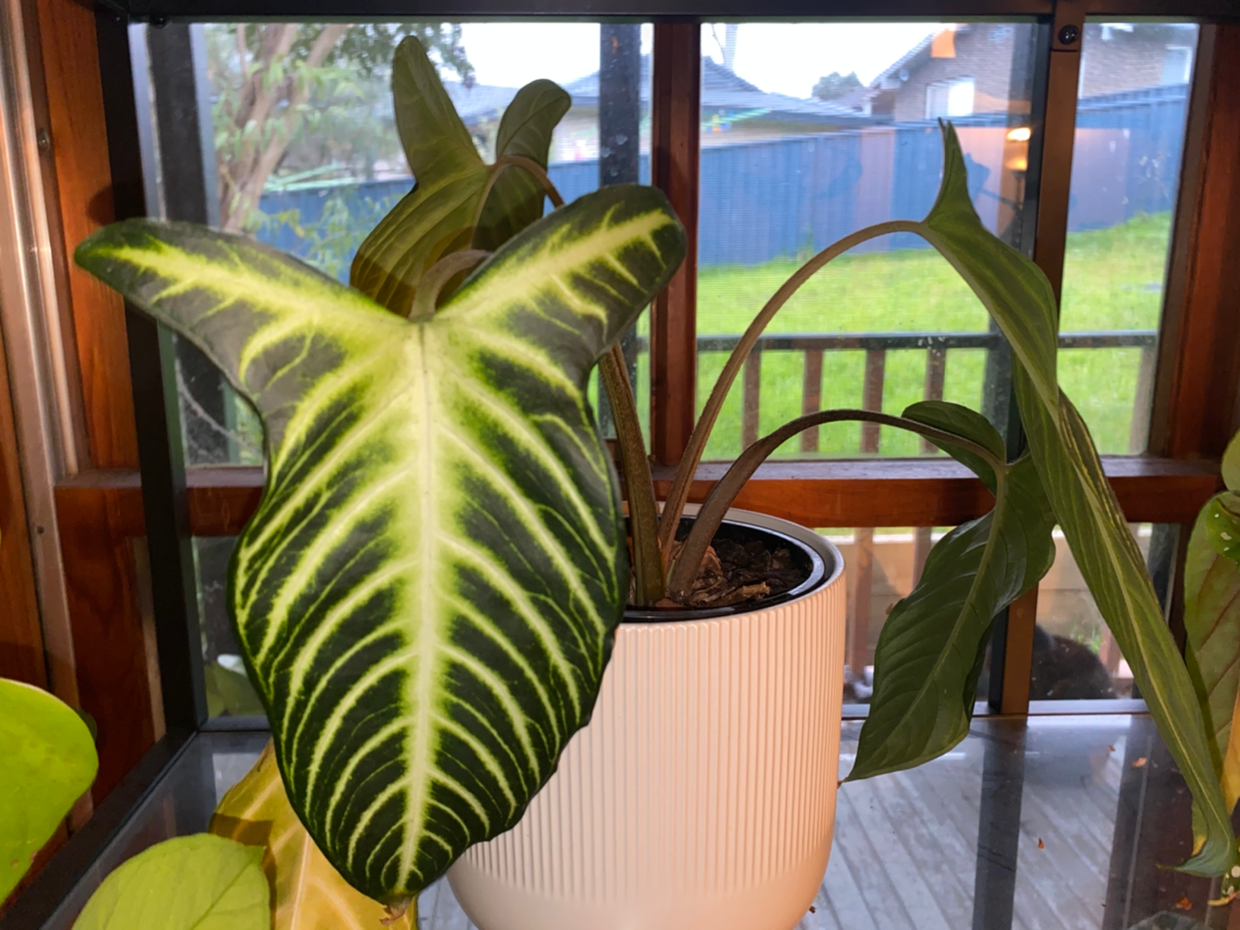Brown Spots On Caladium Lindenii 'magnificum' Leaves