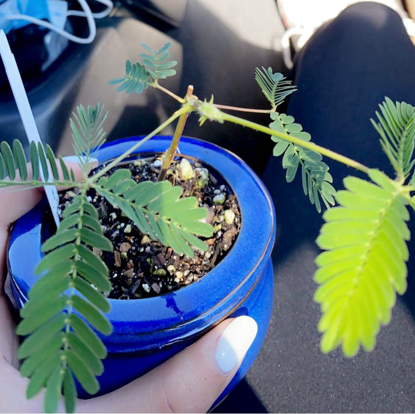 Why Are My Sensitive Plant Leaves Turning Yellow?