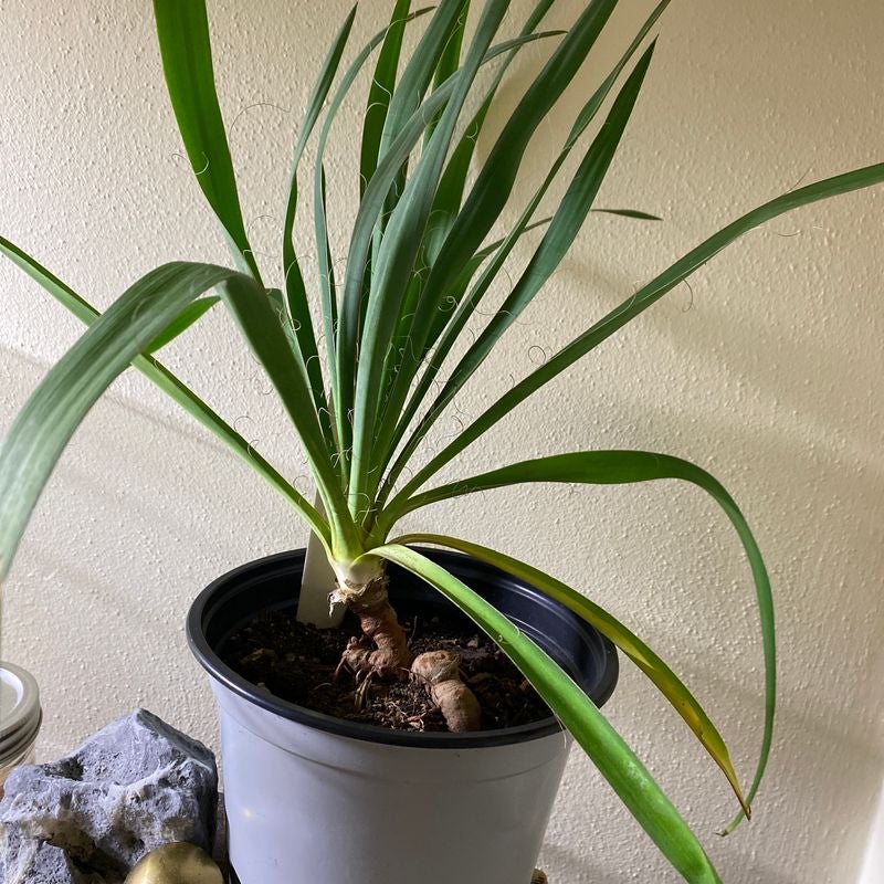 🌞 Is My Blue-Stem Yucca Getting Too Much Direct Sunlight?