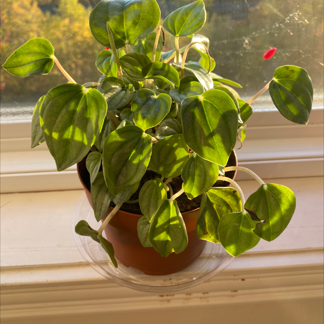 Propagating Emerald Ripple Peperomia: The Ultimate Guide 🌱