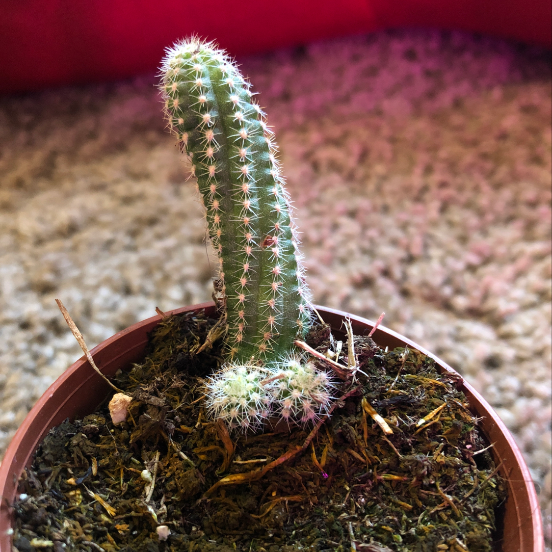 How to Prune Blue Columnar Cactus