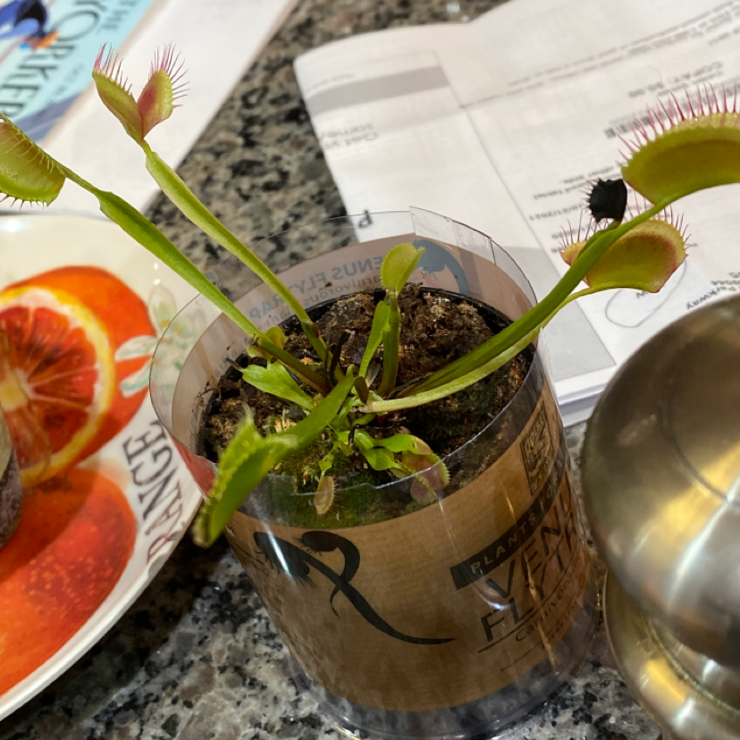 Venus Fly Trap Fertilizer: How And When To Use It 🪰