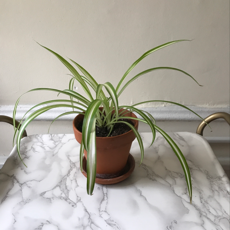 🕷 How Much Humidity Does My Variegated Spider Plant Need?