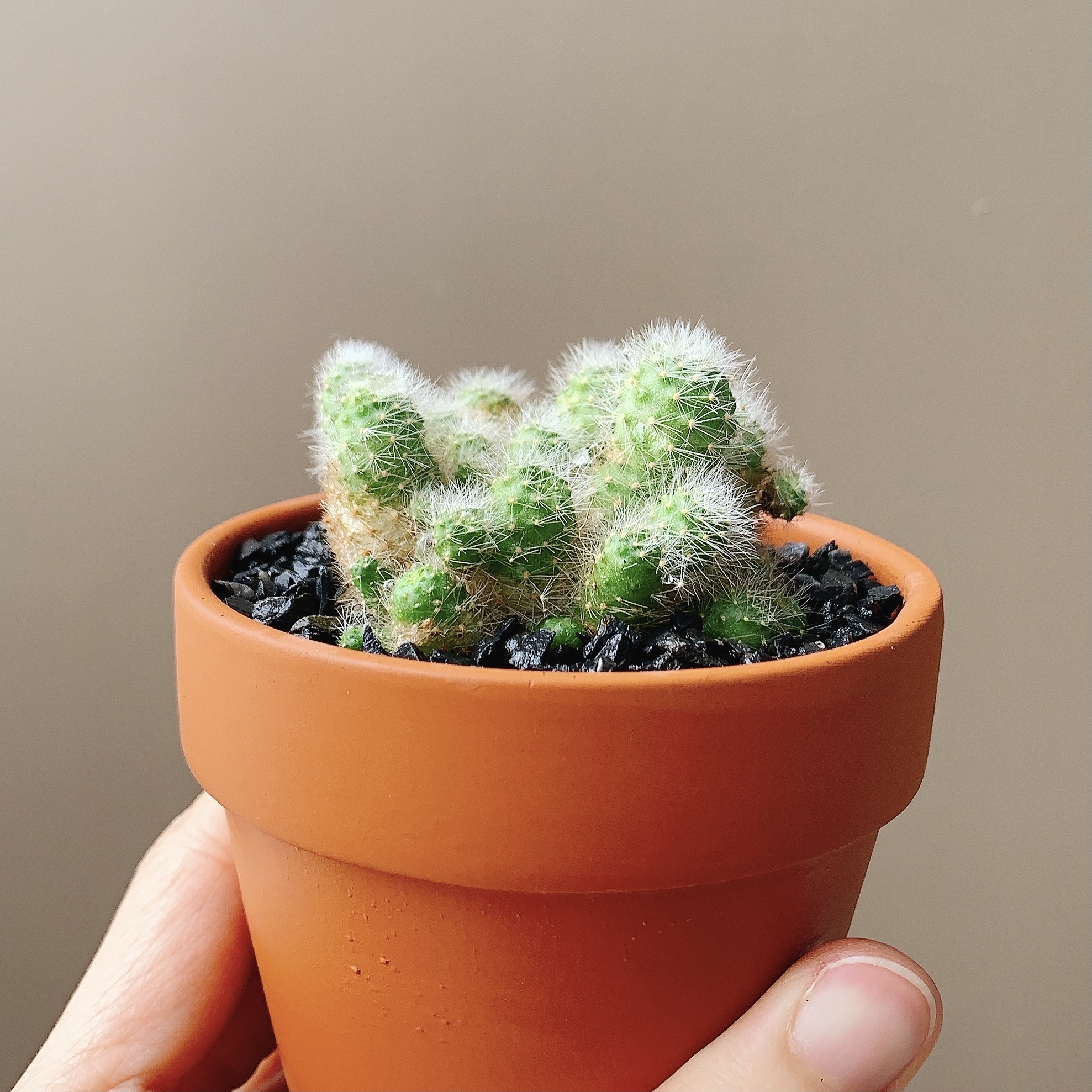 🤒 Why Are There Brown Spots On My Silver Cluster Cactus?