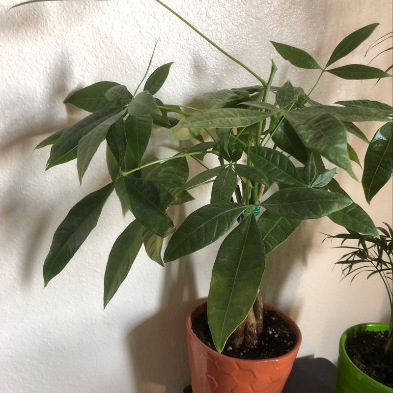 What Are The Bugs on My Money Tree? 🦟