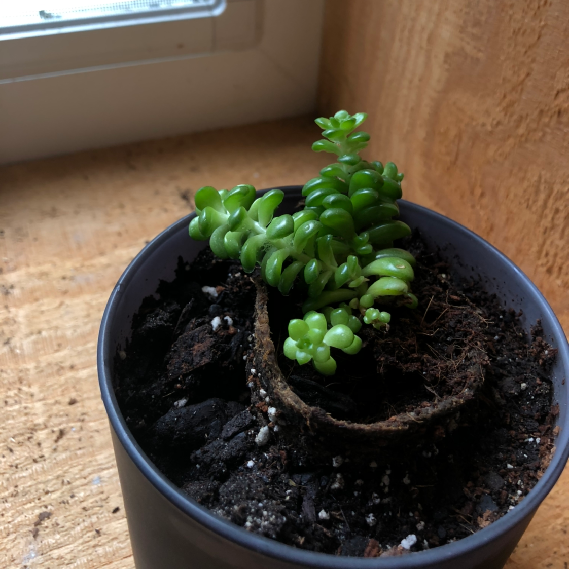 What Does It Mean When Burro's Tail Blooms?