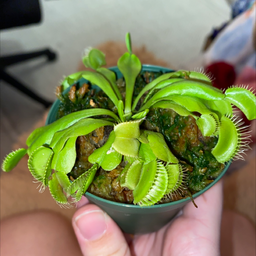 How To Propagate Your Venus Fly Trap 🪰