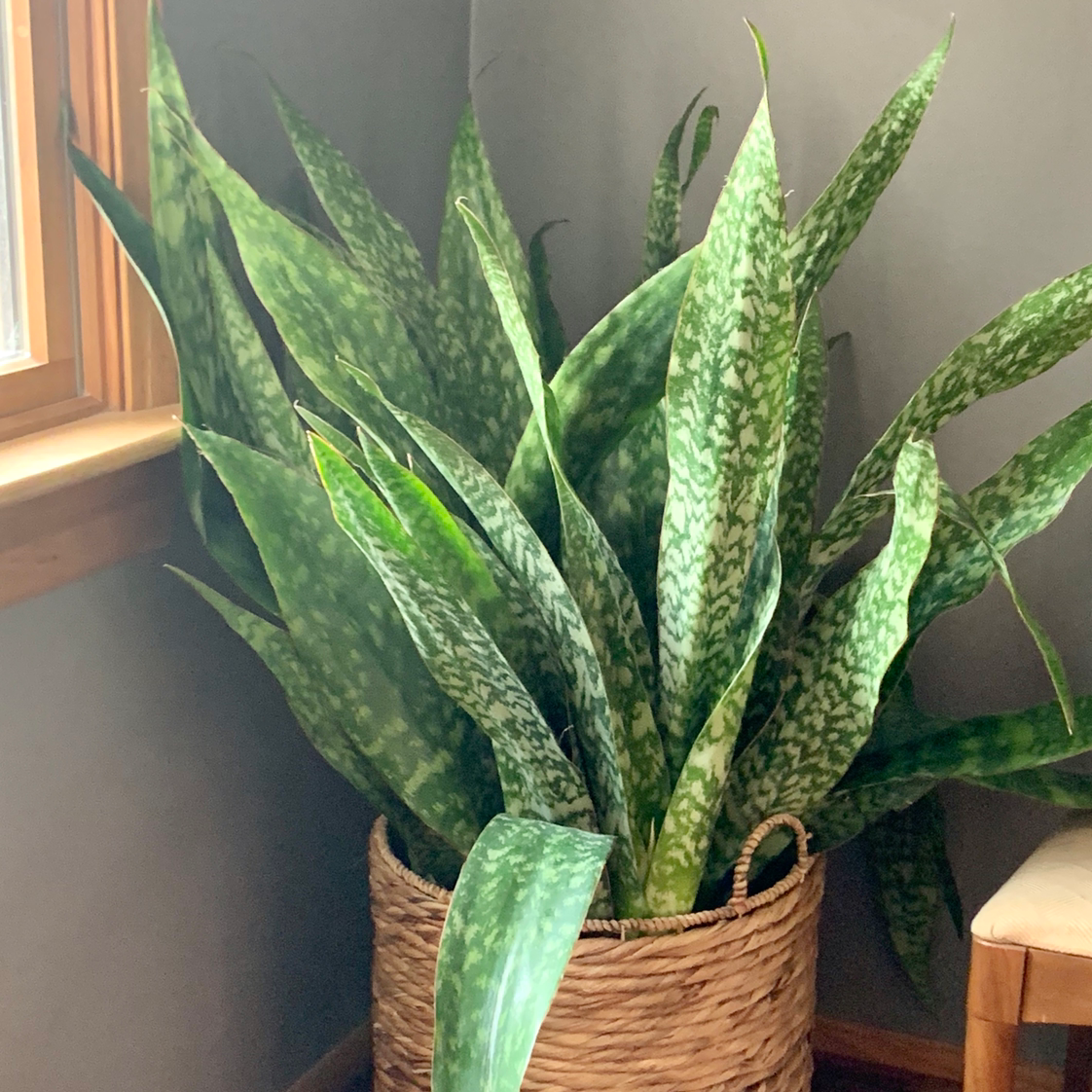 🐍 Does My Snake Plant Need Direct Sunlight?