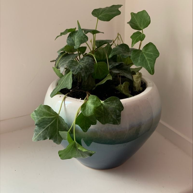 🤒 Why Does My English Ivy Have Yellow Leaves?