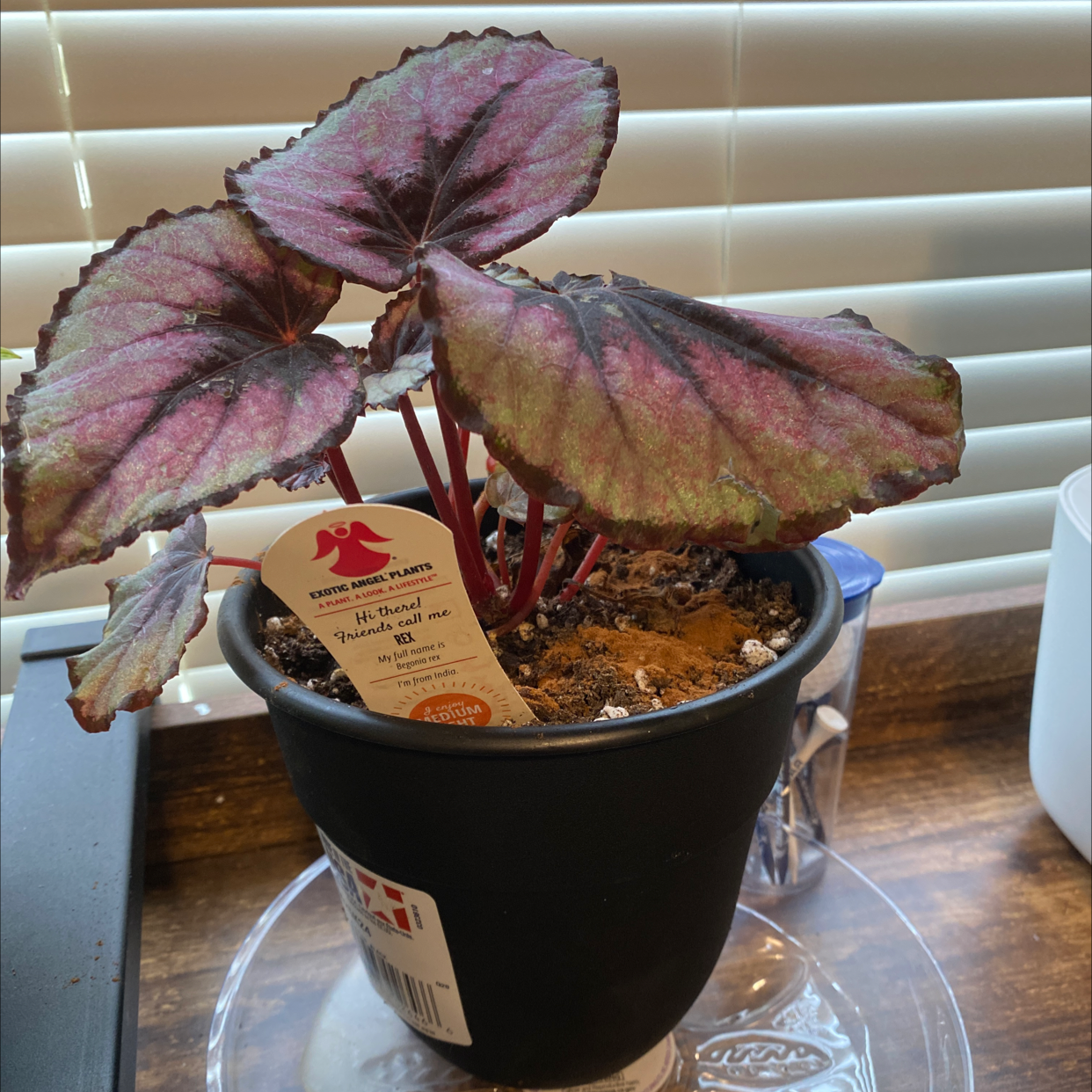 💧 How Much Humidity Does My Clubed Begonia Need?