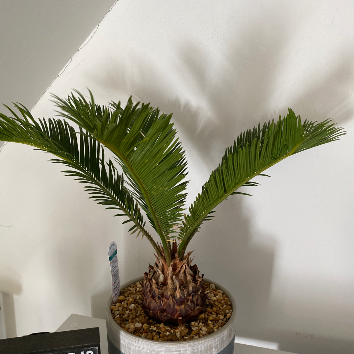 How Do I Fix Sago Palm Root Rot?