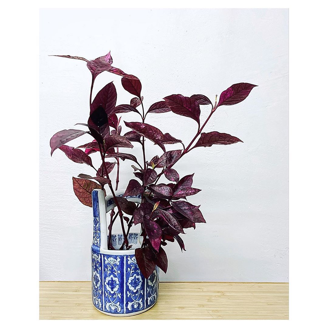 Brazilian Joyweed Plant Care: Water, Light, Nutrients | Greg App 🌱