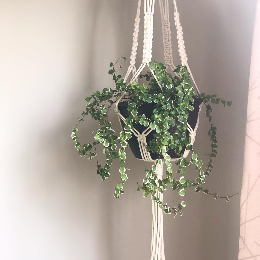 Bellus: How Much Water & Light Does it Need to Thrive?