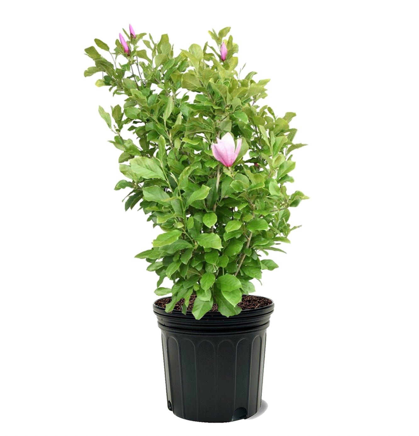 The Complete Japanese Alexandrina Magnolia Plant Care Guide: Water ...