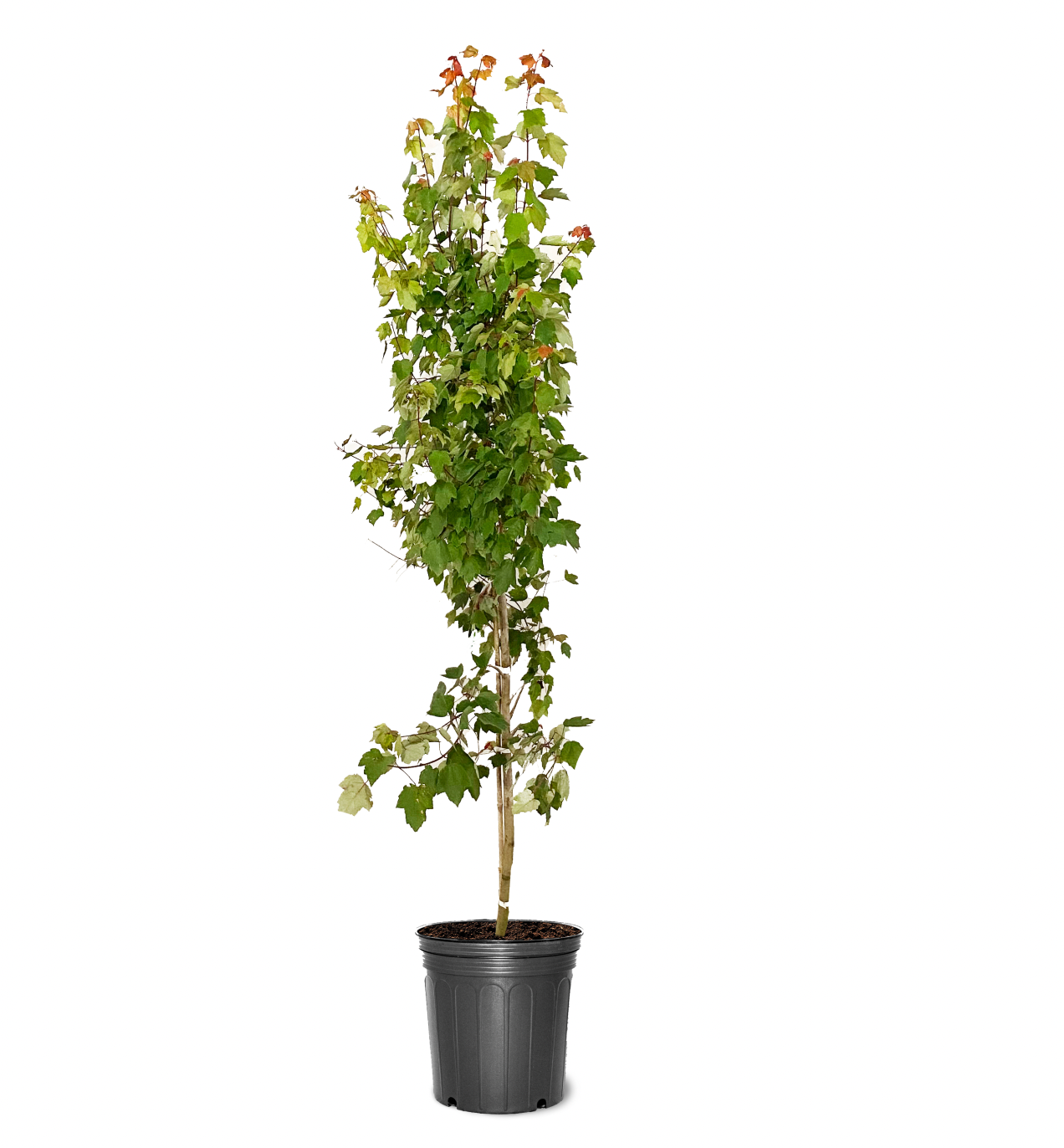 Summer Red Maple Plant Care: Water, Light, Nutrients | Greg App 🌱