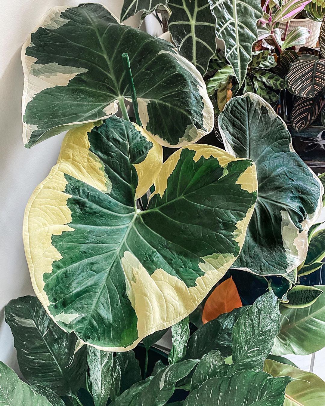 The Complete Mickey Mouse Taro Plant Care Guide: Water, Light & Beyond