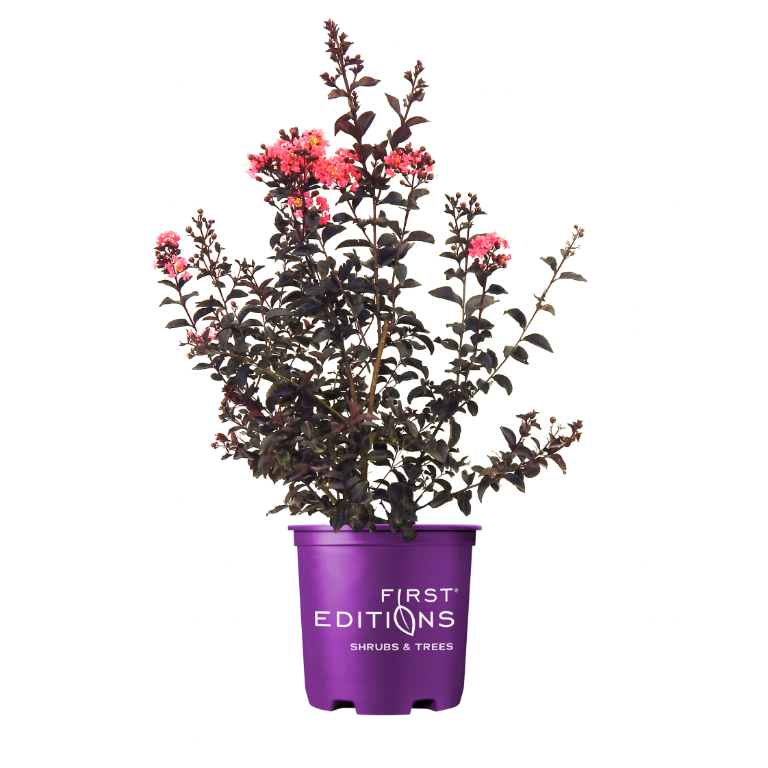How to Care for Midnight Magic Crape Myrtle: Mastering Water, Sunlight ...