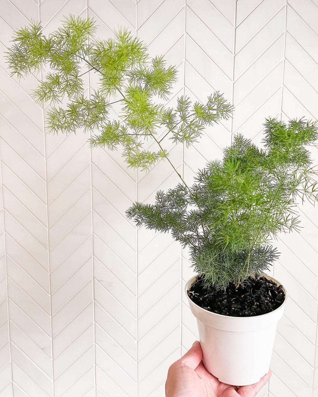 Ming Fern Plant Care: Water, Light, Nutrients | Greg App 🌱