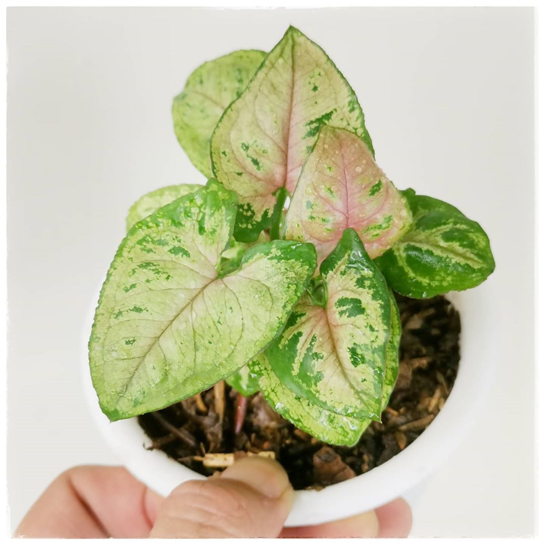 Syngonium 'Mini Allusion' Plant Care: Water, Light, Nutrients | Greg App 🌱