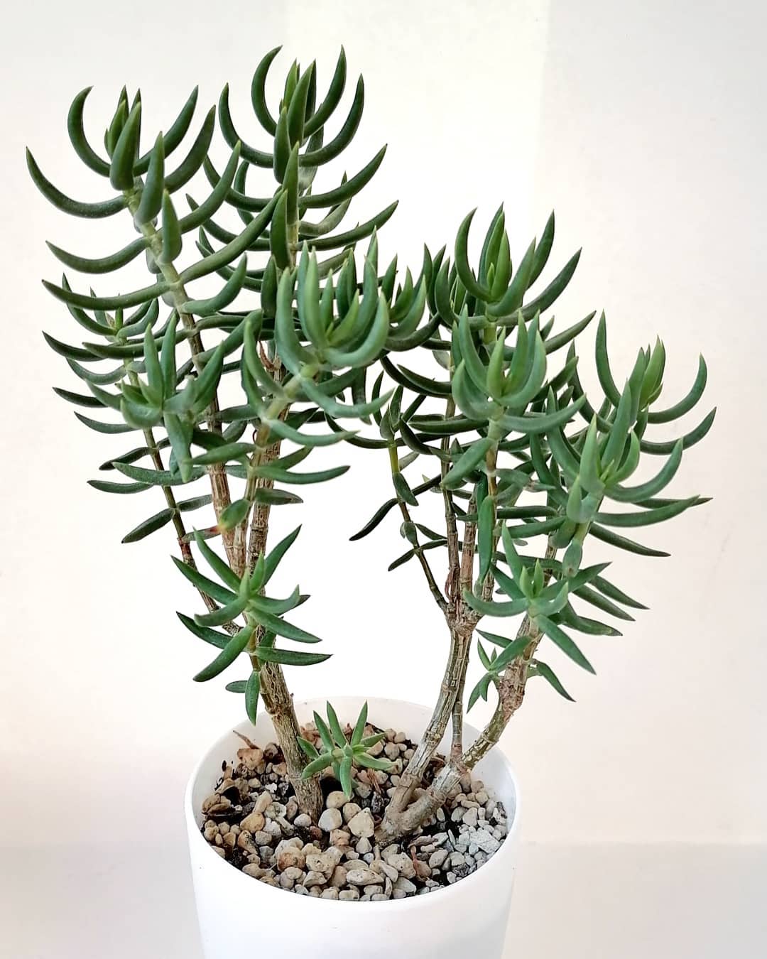 Miniature Pine Tree Plant Care: Water, Light, Nutrients | Greg App 🌱