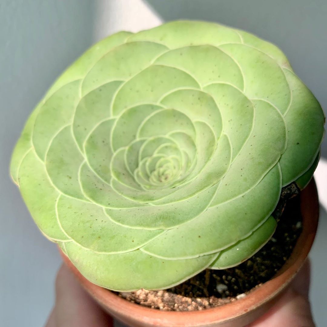 How to Care for Mountain Roses: Mastering Water, Sunlight & More