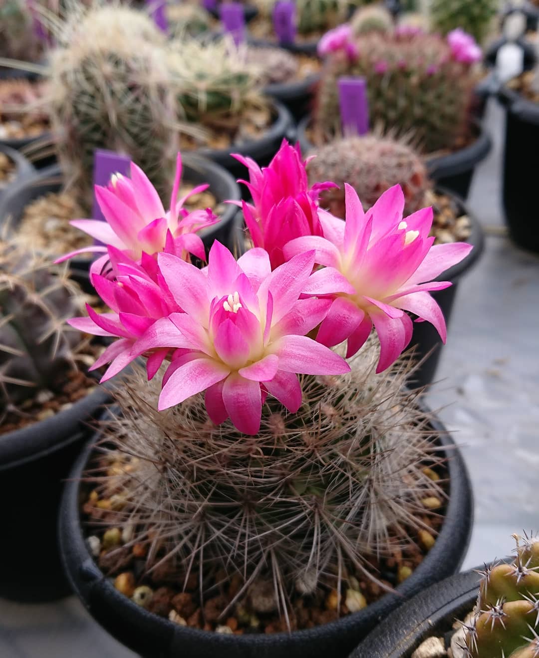 Neoporteria multicolor Plant Care: Water, Light, Nutrients | Greg App 🌱