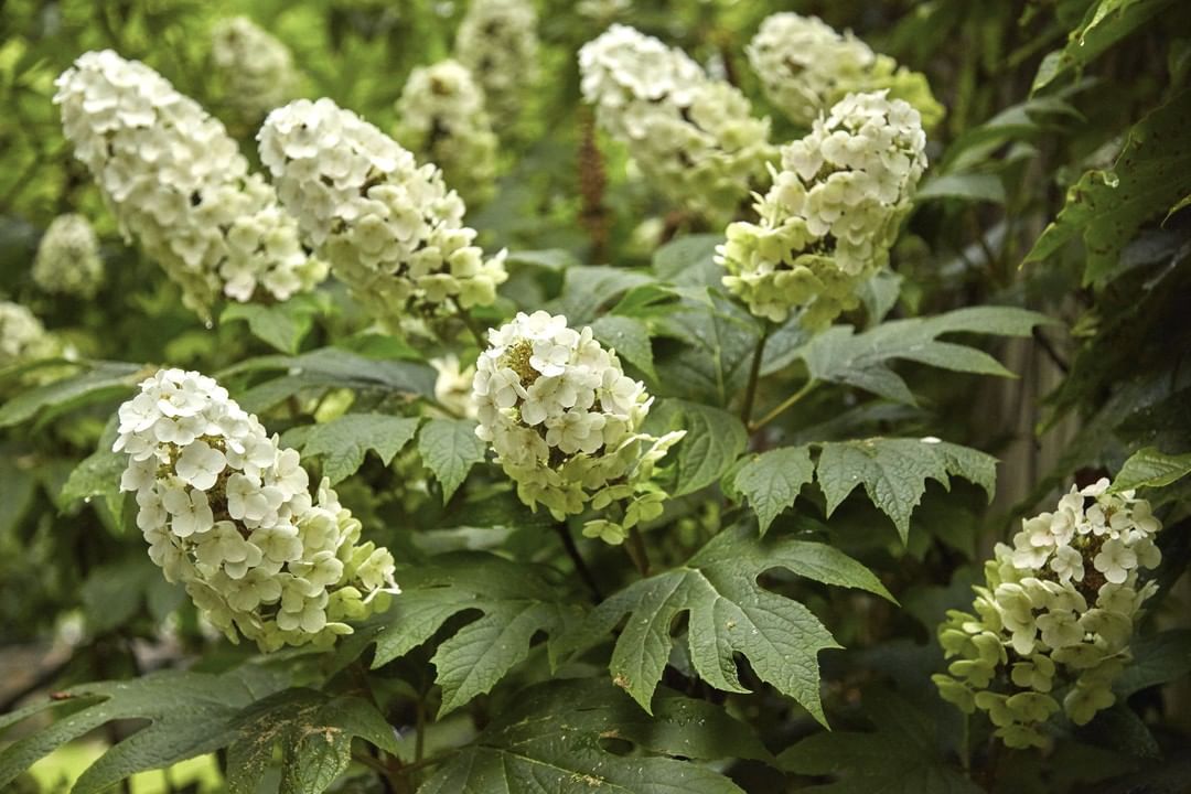 The Complete Oakleaf Hydrangea Plant Care Guide: Water, Light & Beyond