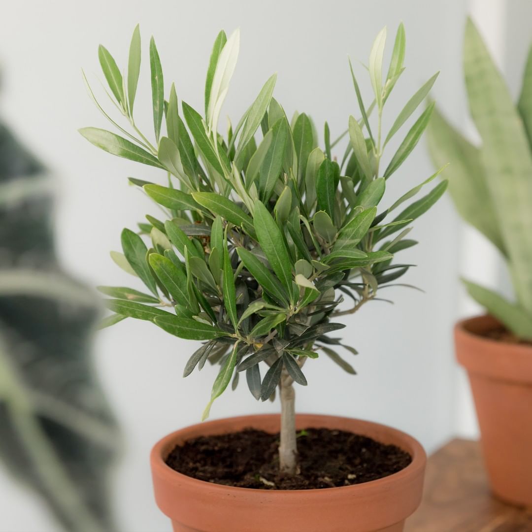 Olive Tree Plant Care: Water, Light, Nutrients | Greg App 🌱