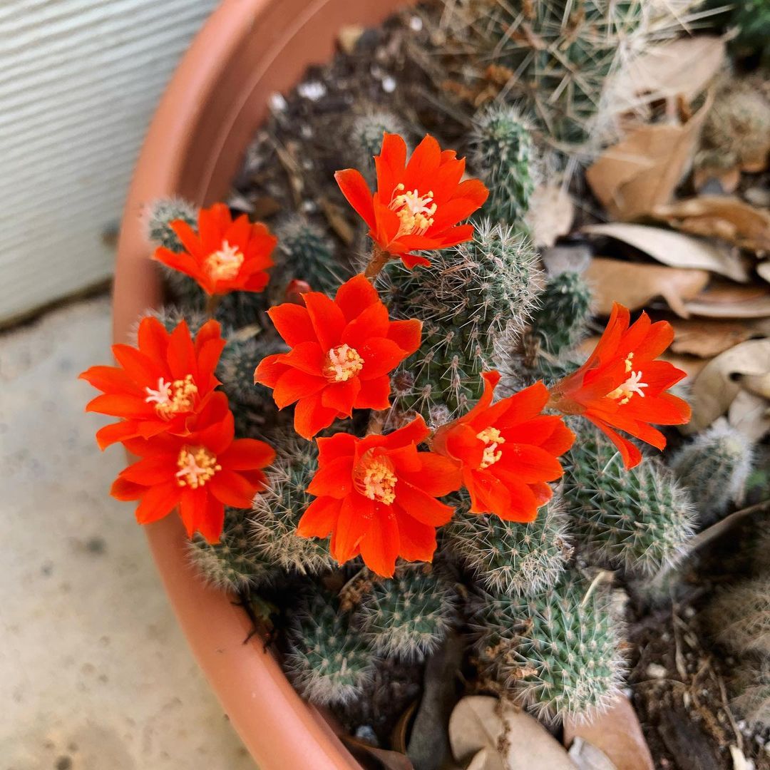 Orange Crown Cactus Plant Care: Water, Light, Nutrients | Greg App 🌱