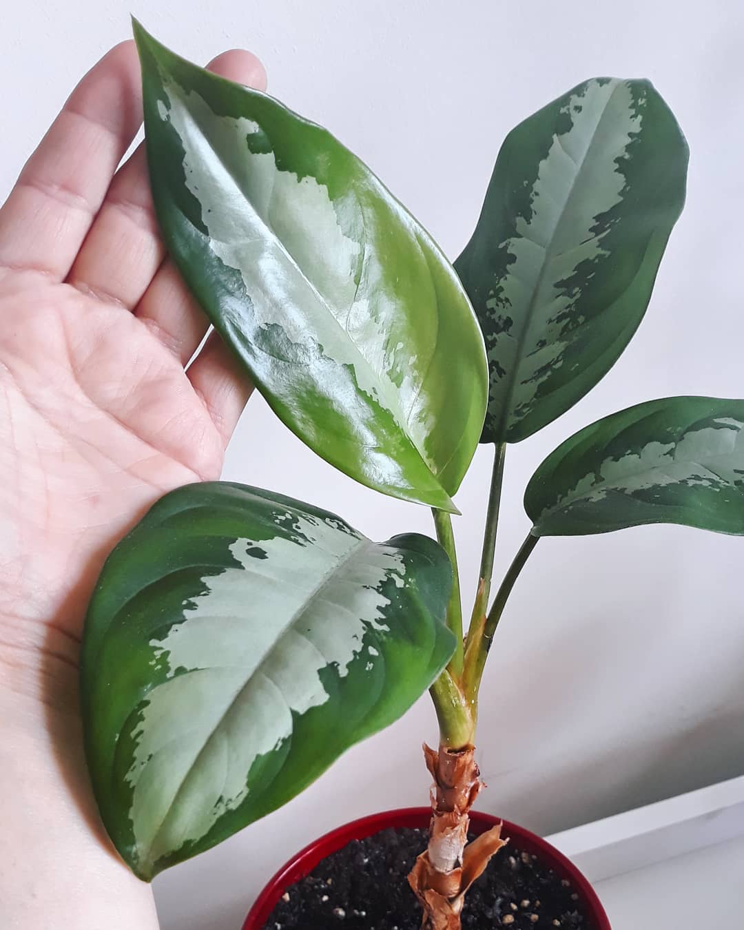 The Complete Aglaonema 'Silver Moon' Plant Care Guide: Water, Light ...