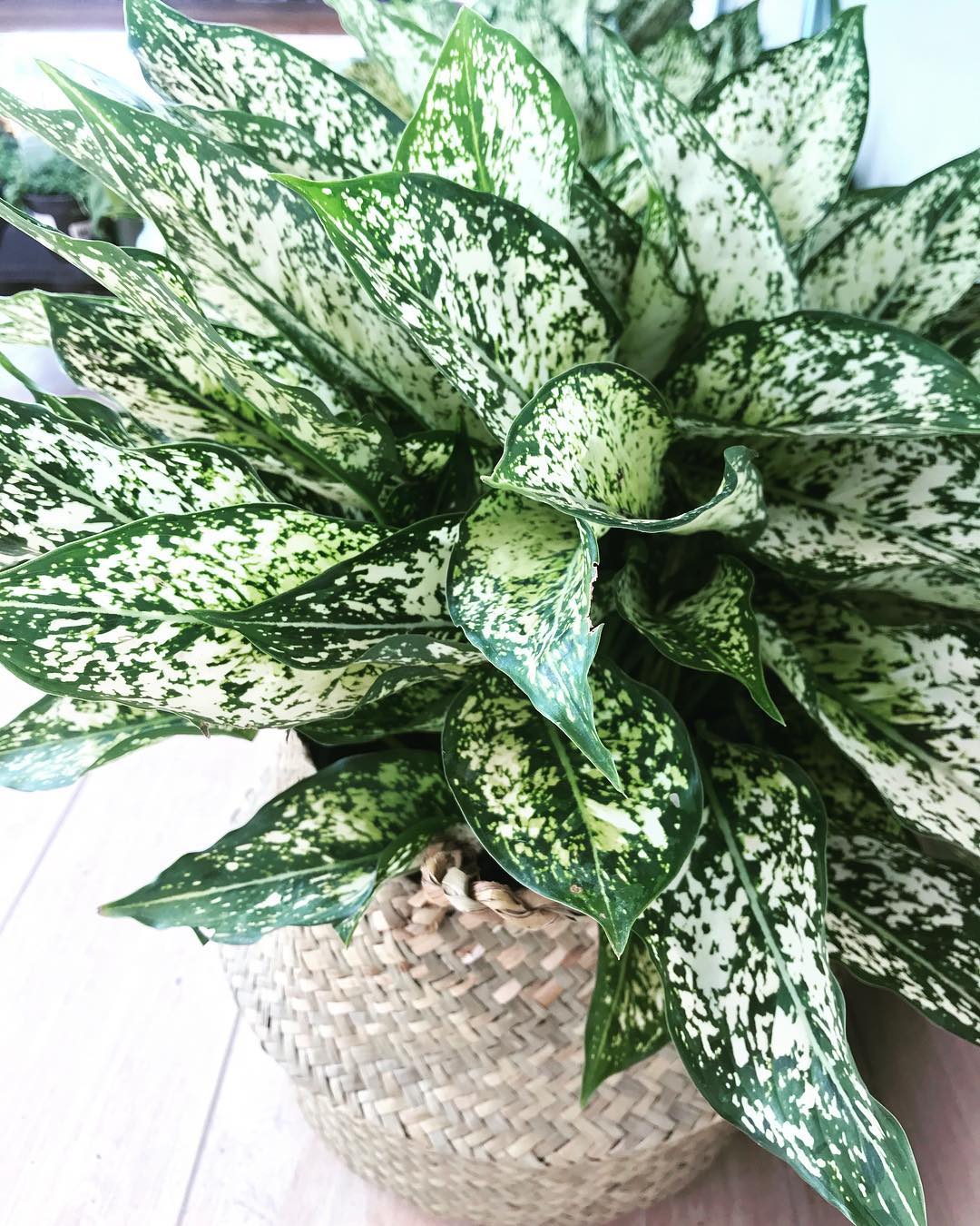 Aglaonema 'Spring Snow': How Much Water & Light Does it Need to Thrive?