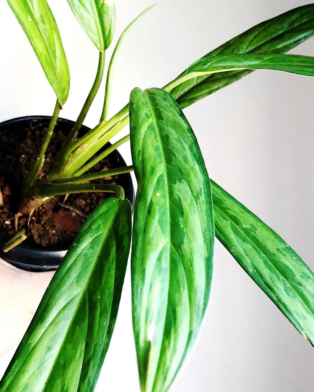 The Complete Aglaonema stenophyllum Plant Care Guide: Water, Light & Beyond