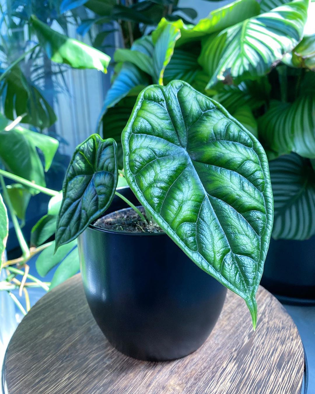 Keep Your Alocasia 'Dragon Scale' Alive: Light, Water & Care Instructions