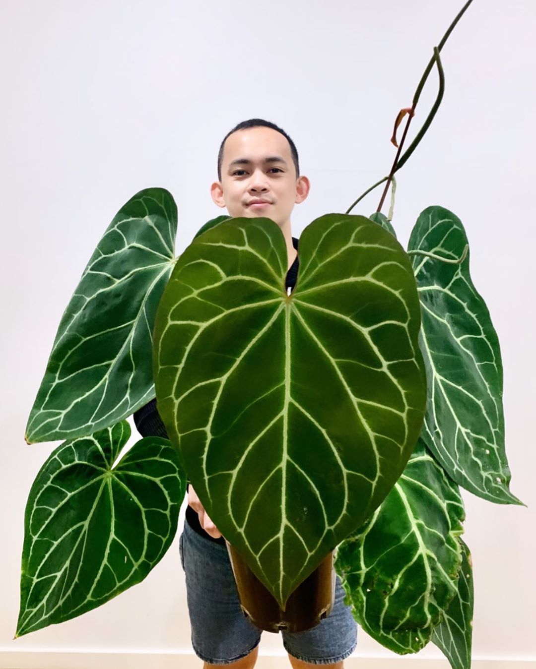 How to Care for Anthurium magnificum: Mastering Water, Sunlight & More