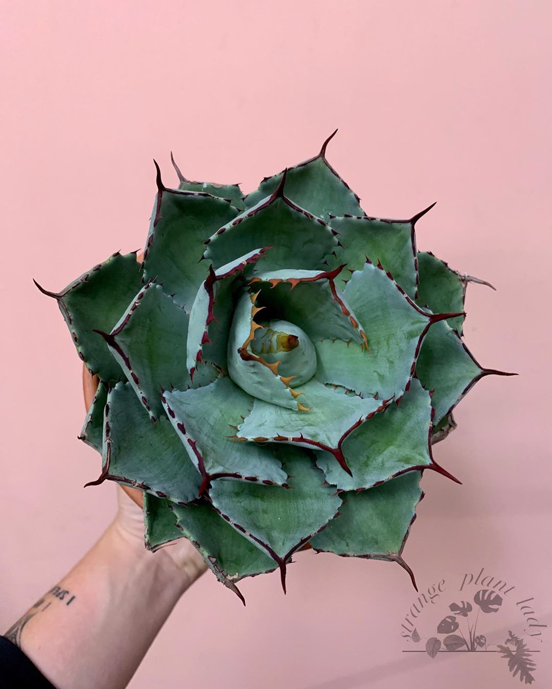 Butterfly Agave Plant Care: Water, Light, Nutrients | Greg App 🌱