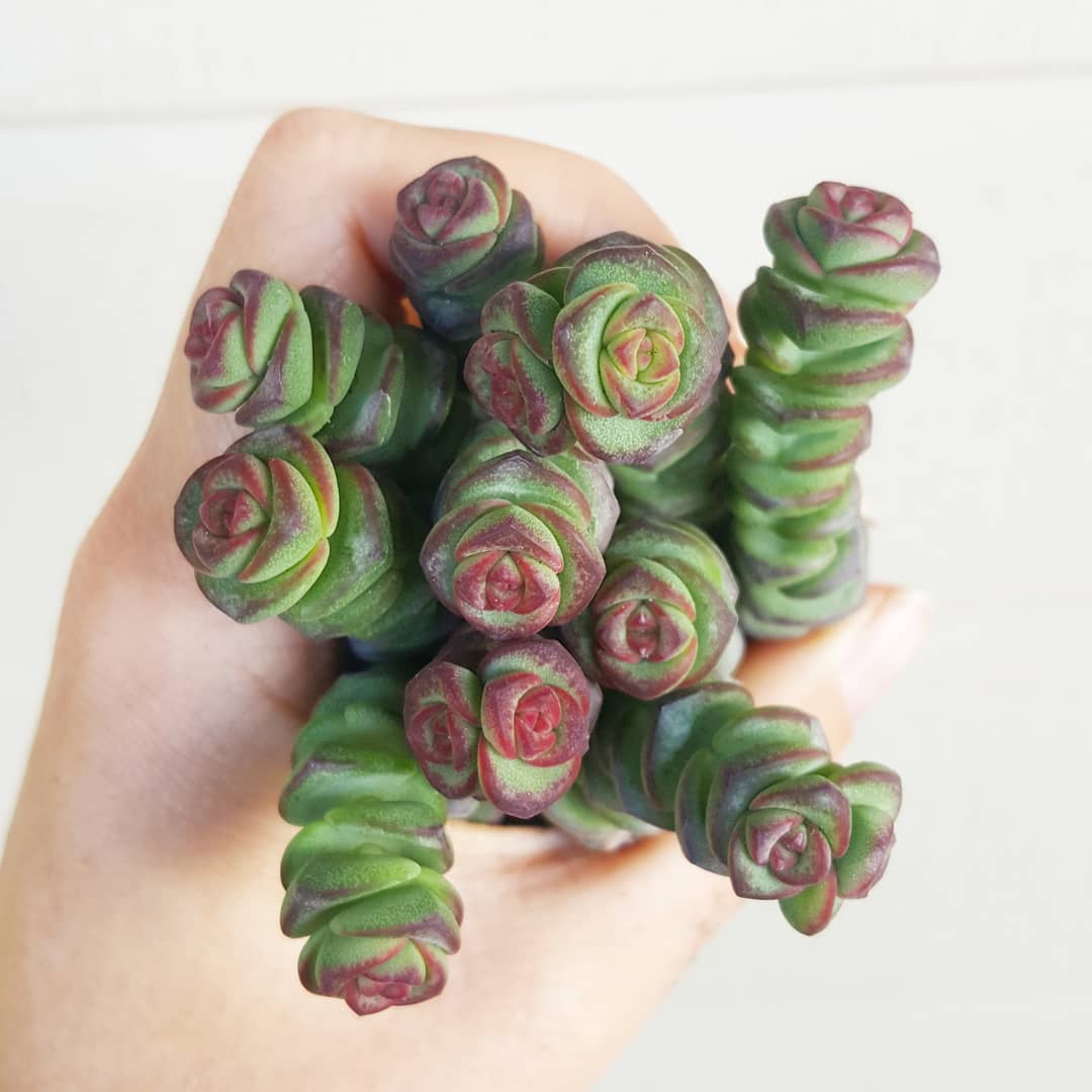 Crassula rupestris Plant Care: Water, Light, Nutrients | Greg App 🌱